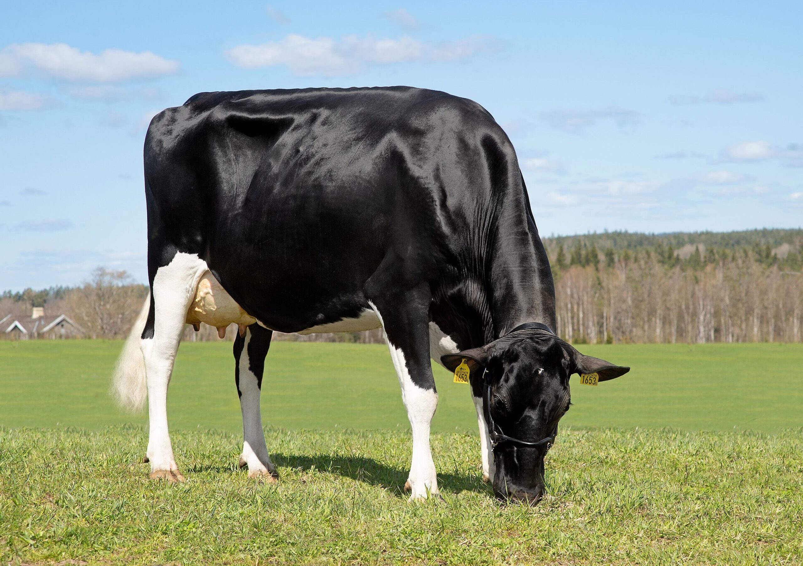 BELLAND - Genesi Project